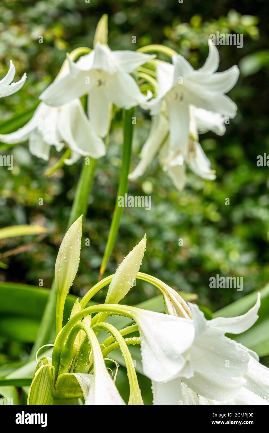 Close-up of architectural damp loving Crinum × powellii, swamp lily ...