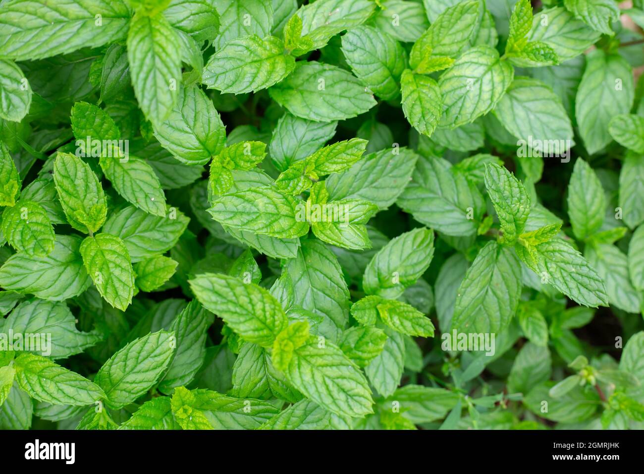 Peppermint texture hi-res stock photography and images - Alamy