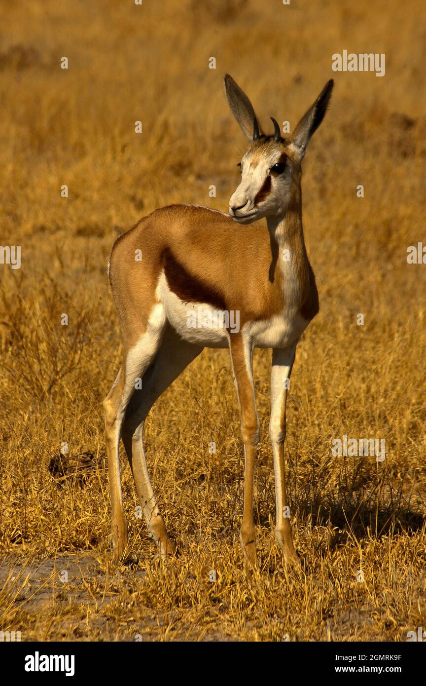 Central kalahari game reserve springbok hi-res stock photography and ...