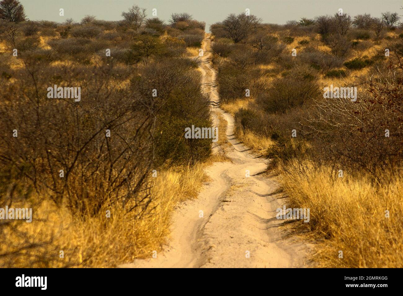 Sandy tracks on Central Kalahari Game Reserve, Botswana Stock Photo - Alamy