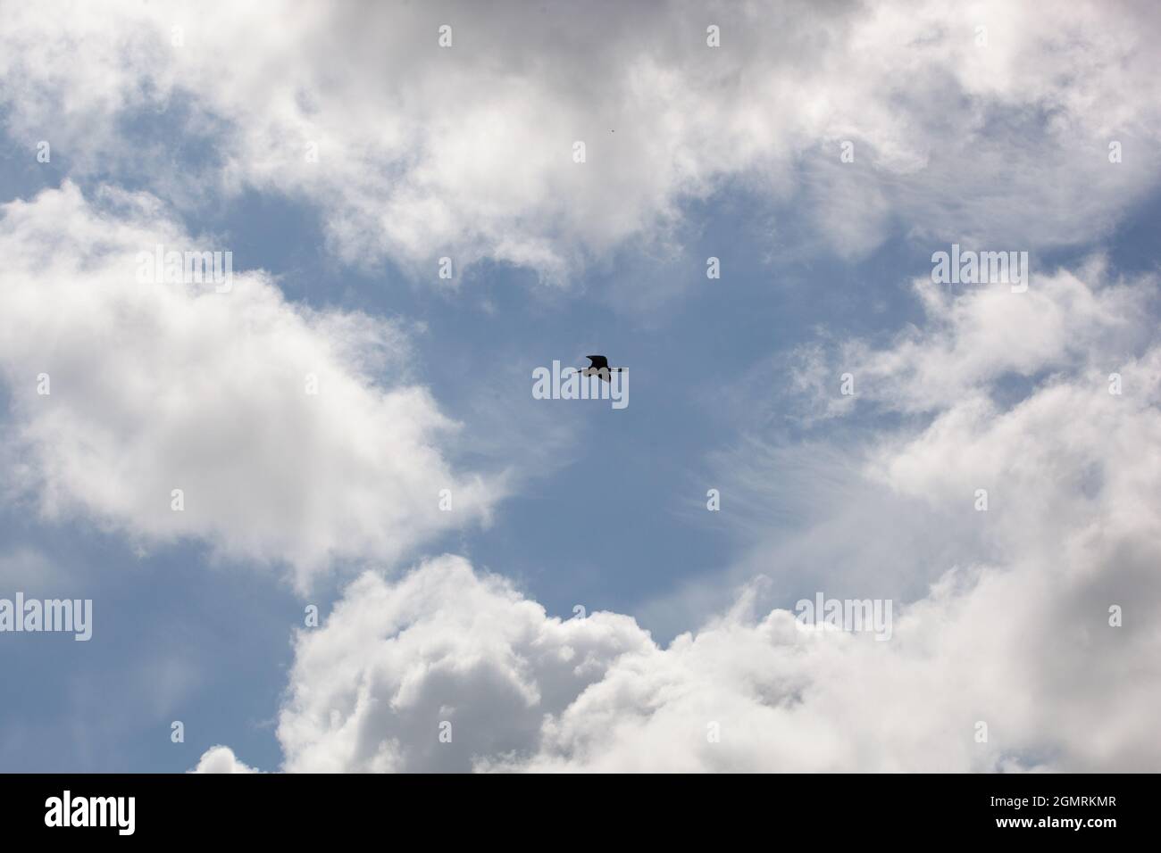 Low angle shot of a bird flying under a cloudy sky Stock Photo - Alamy