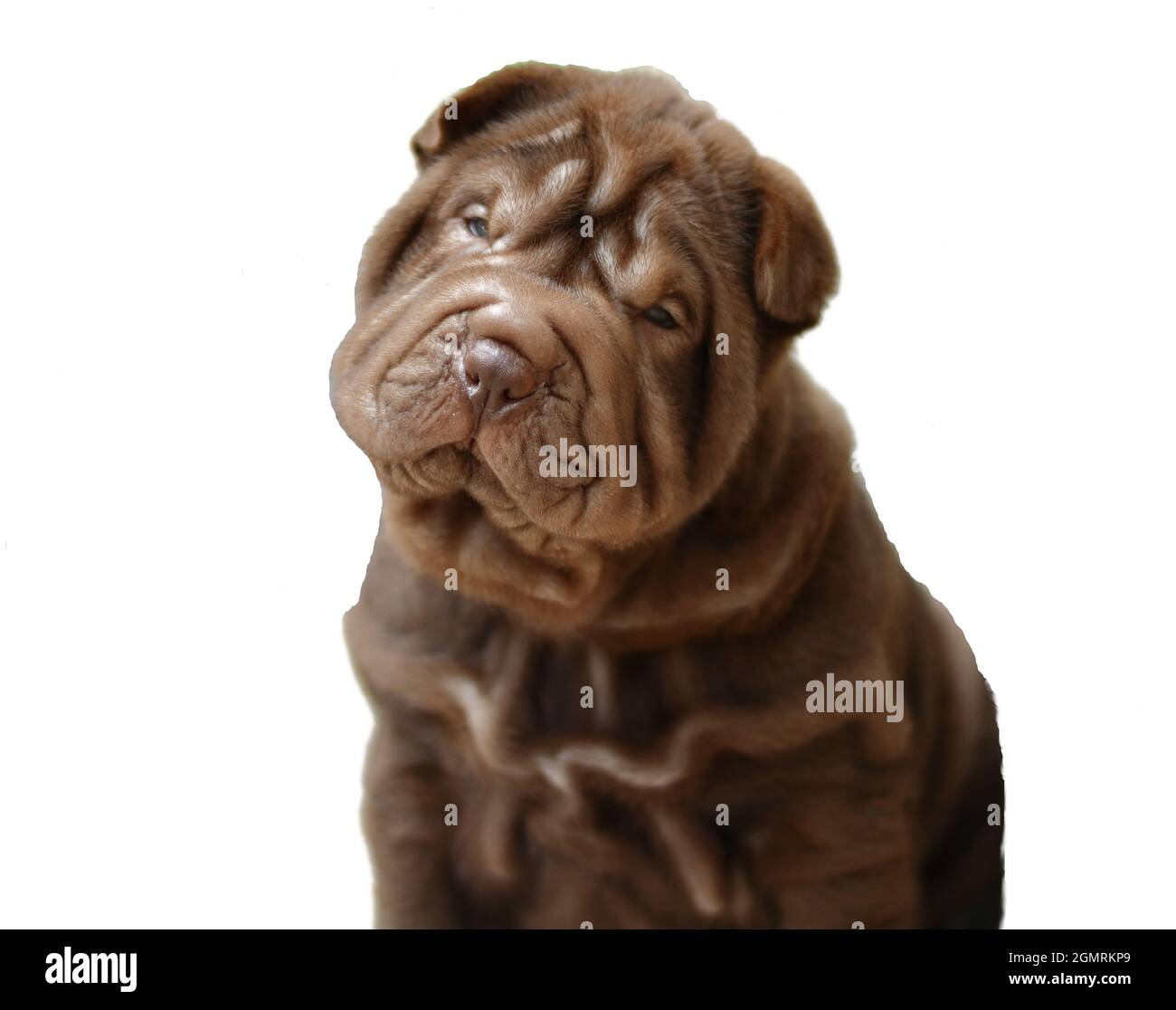 Cute view of a brown shar pei dog on a white background Stock Photo - Alamy