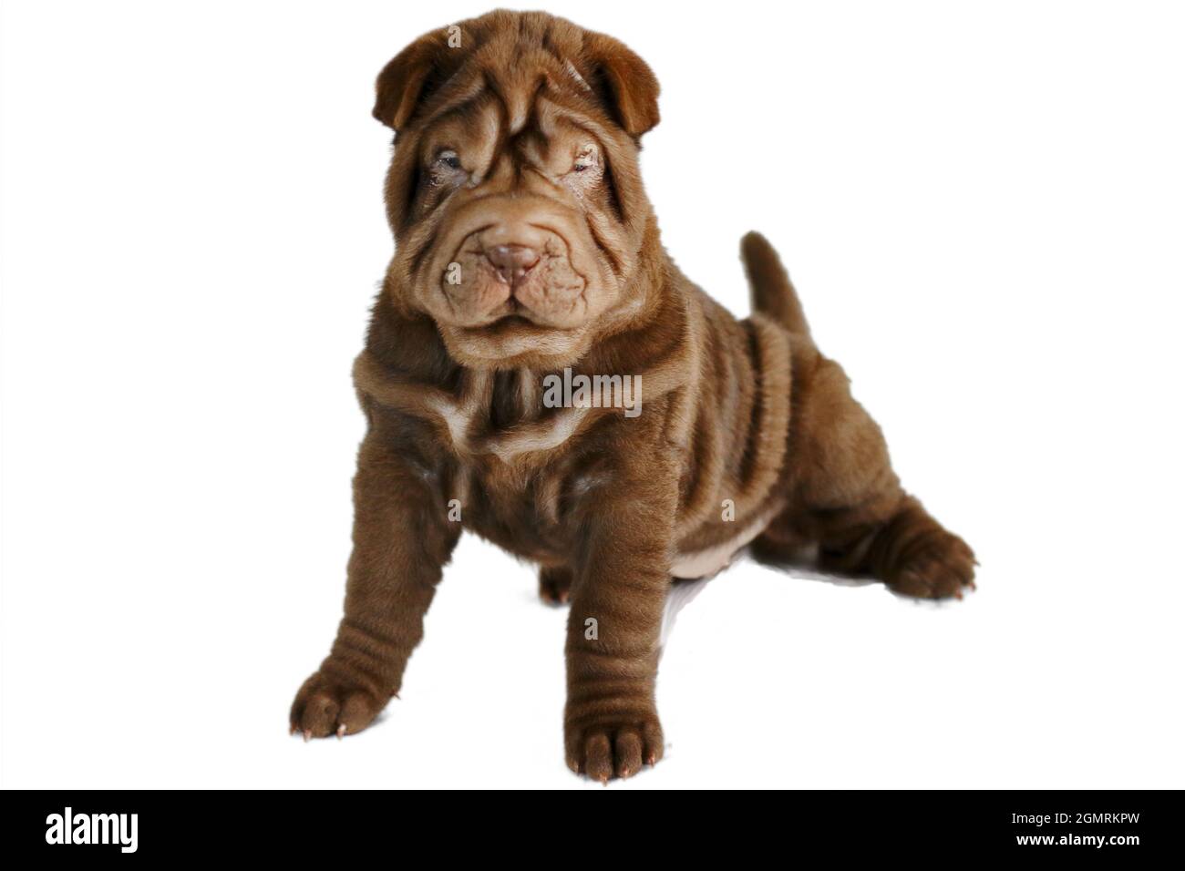 Cute view of a brown shar pei dog on a white background Stock Photo - Alamy