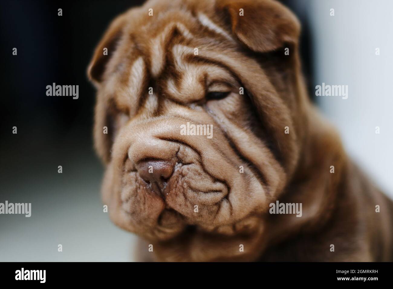 Cute view of a brown shar pei dog on a blurry background Stock Photo ...