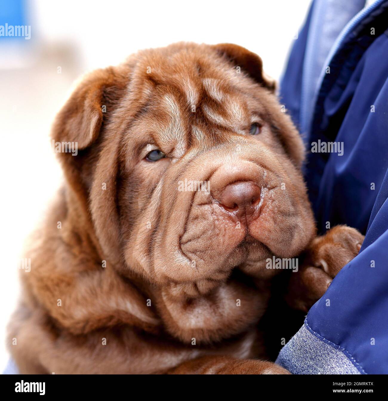 Cute view of a brown shar pei dog on a blurry background Stock Photo ...