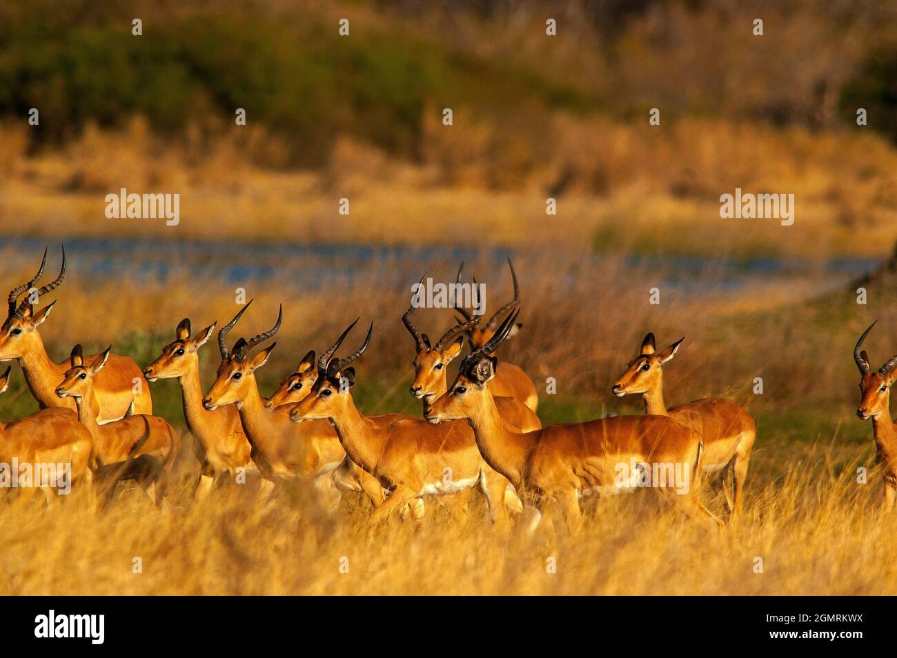 Herd of impalas at Moremi Game Reserve, Botswana Stock Photo - Alamy