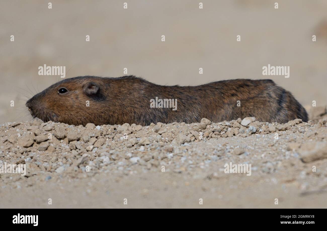Gopher teeth hi-res stock photography and images - Alamy