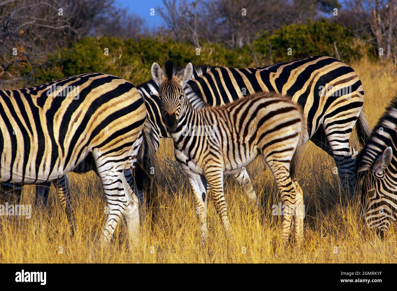 Zebras at Moremi Game Reserve, Botswana Stock Photo - Alamy