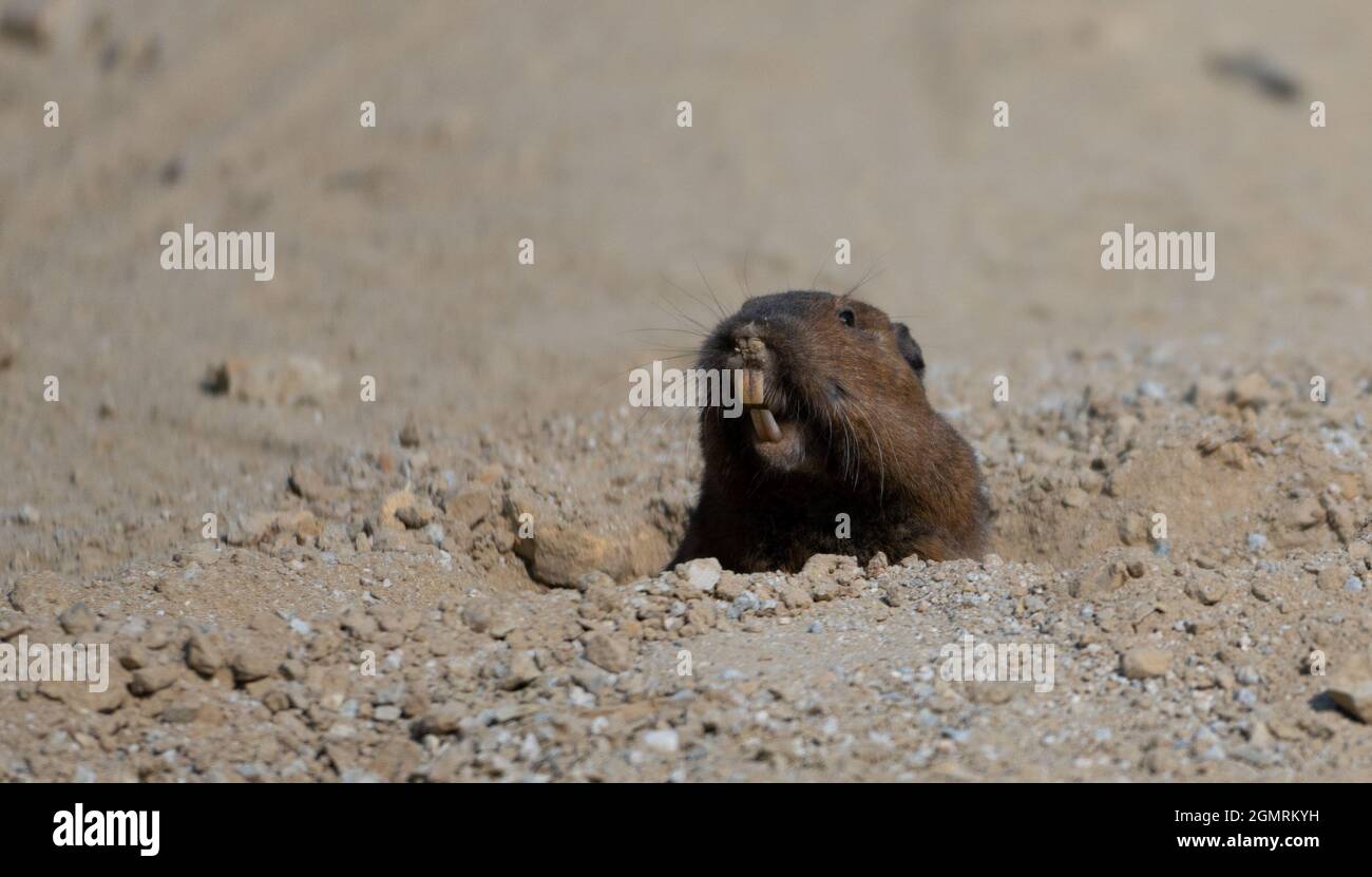 A botta's pocket gopher (thomomys bottae) emerges from his tunnel in ...