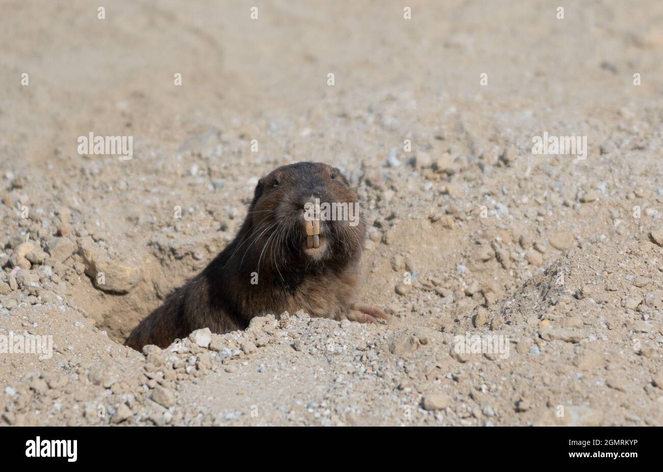A botta's pocket gopher (thomomys bottae) emerges from his tunnel in ...