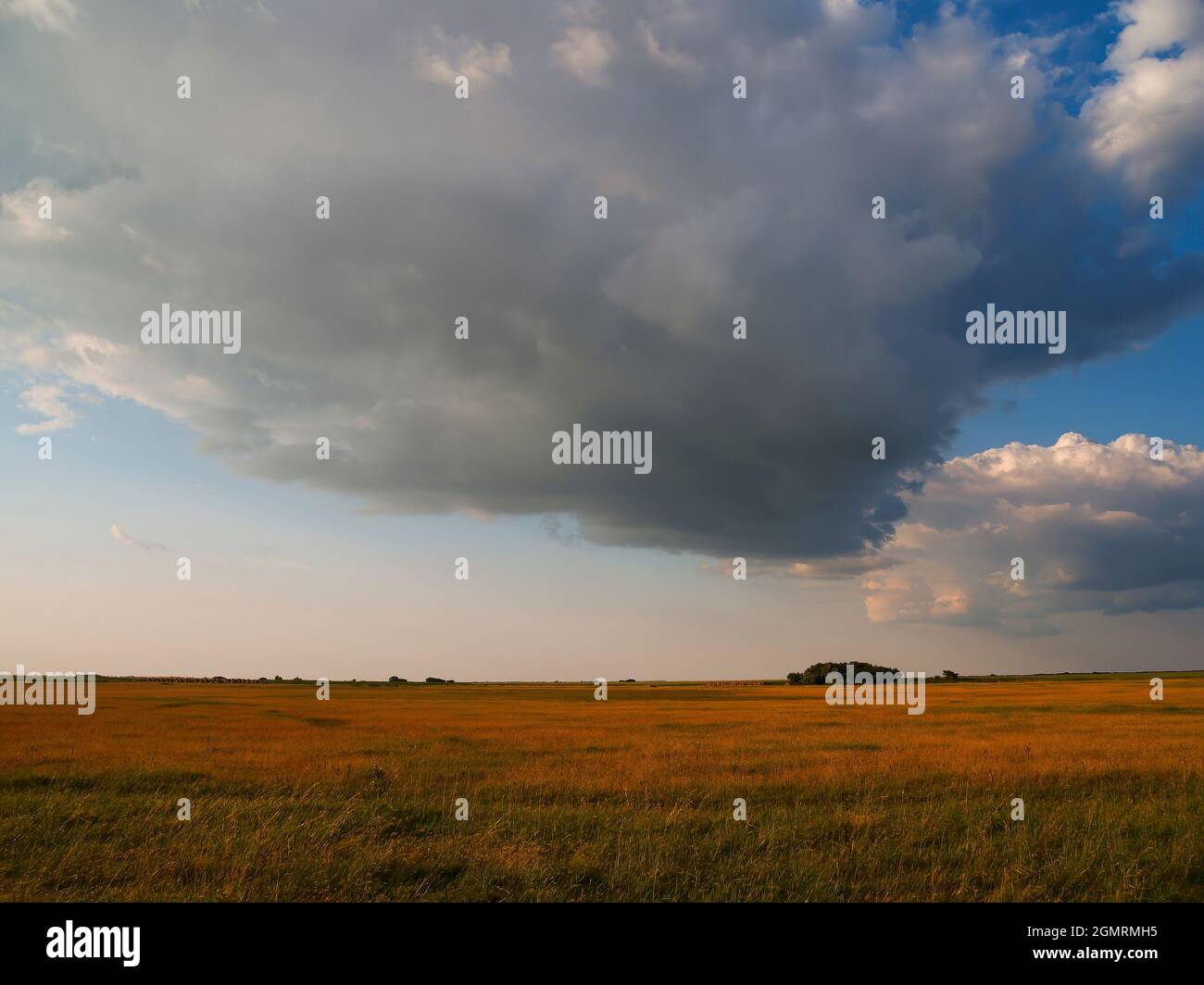 Pasture in the light of the setting sun. (Grassland, pasture, faltland ...