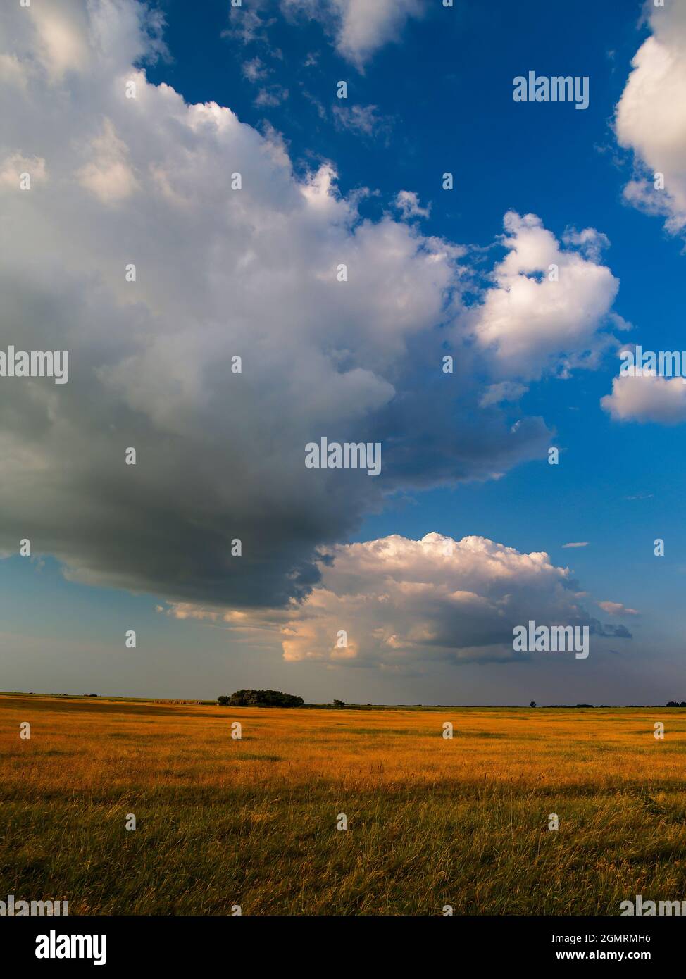 Pasture in the light of the setting sun. (Grassland, pasture, faltland ...
