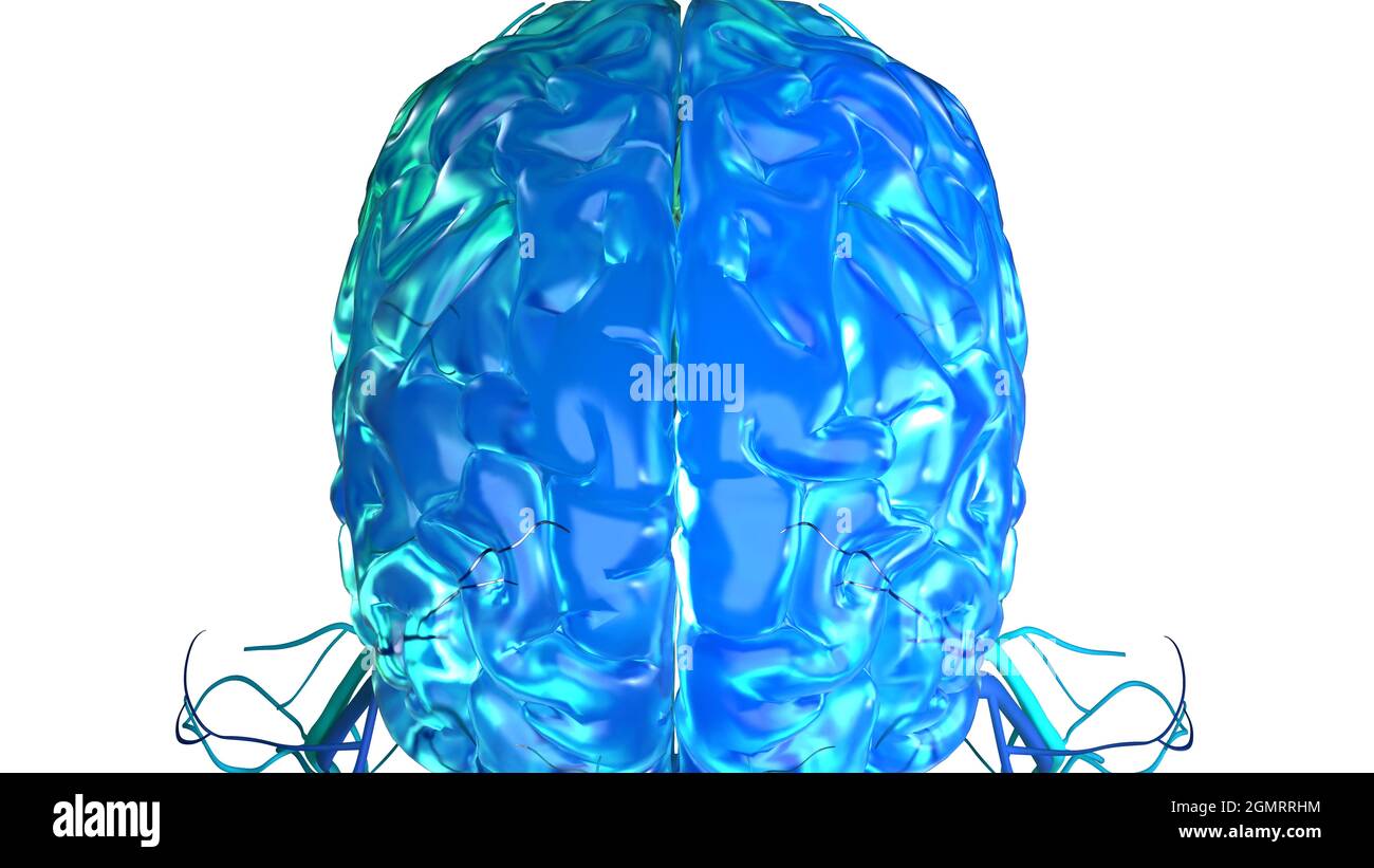 Blue brain hi-res stock photography and images - Alamy