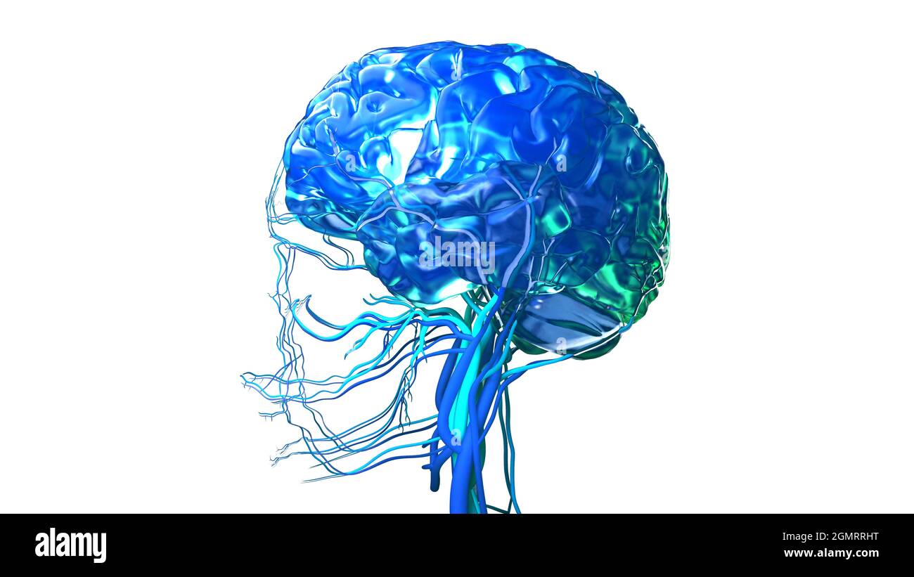 Blue brain hi-res stock photography and images - Alamy