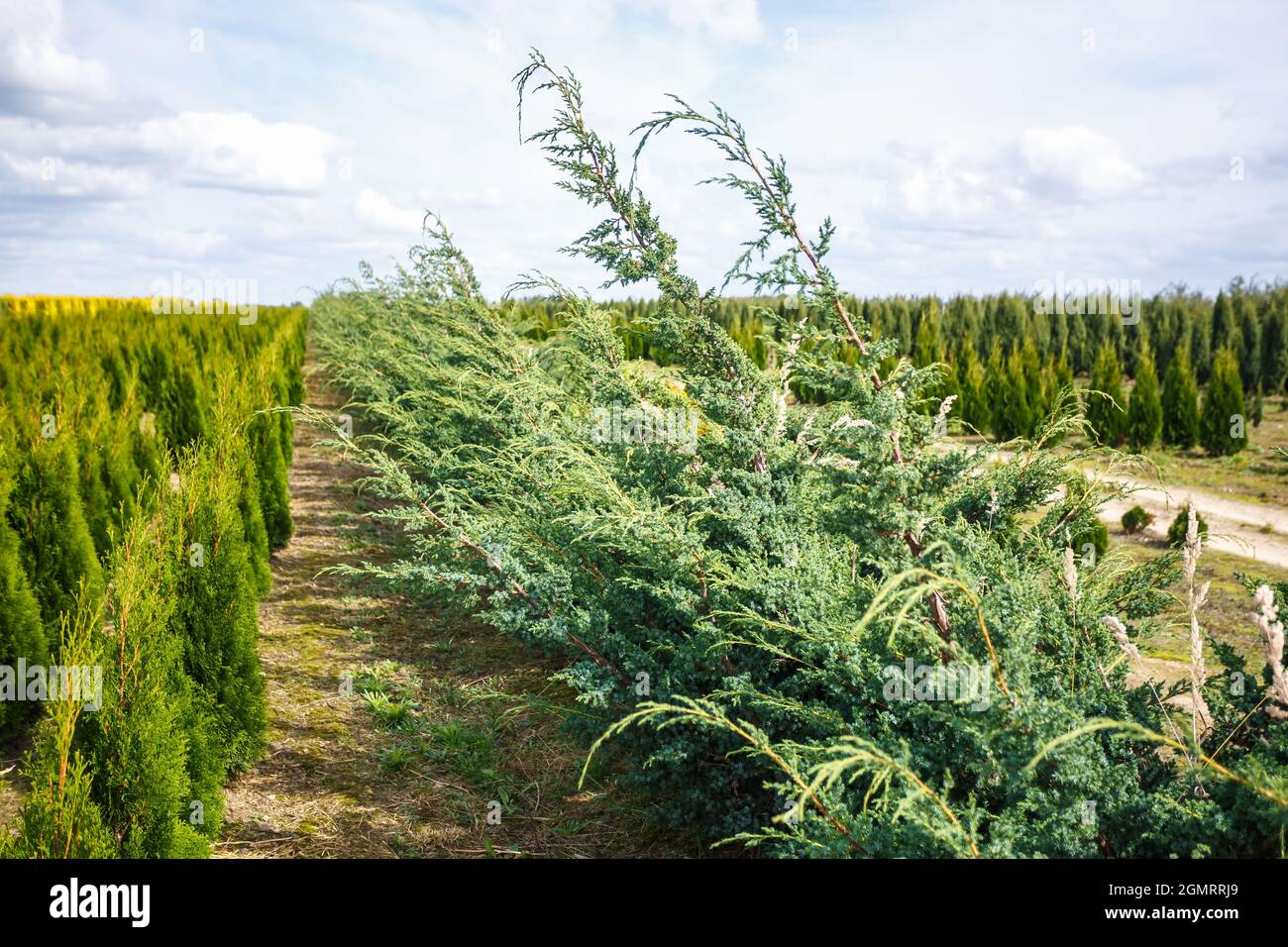 rows of young conifers in greenhouse with a lot of plants on plantation ...