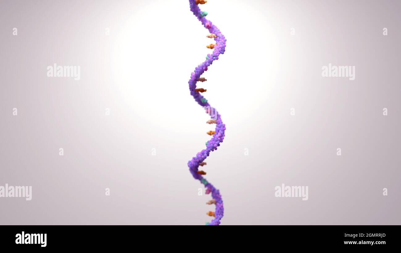 RNA molecule, conceptual illustration Stock Photo - Alamy