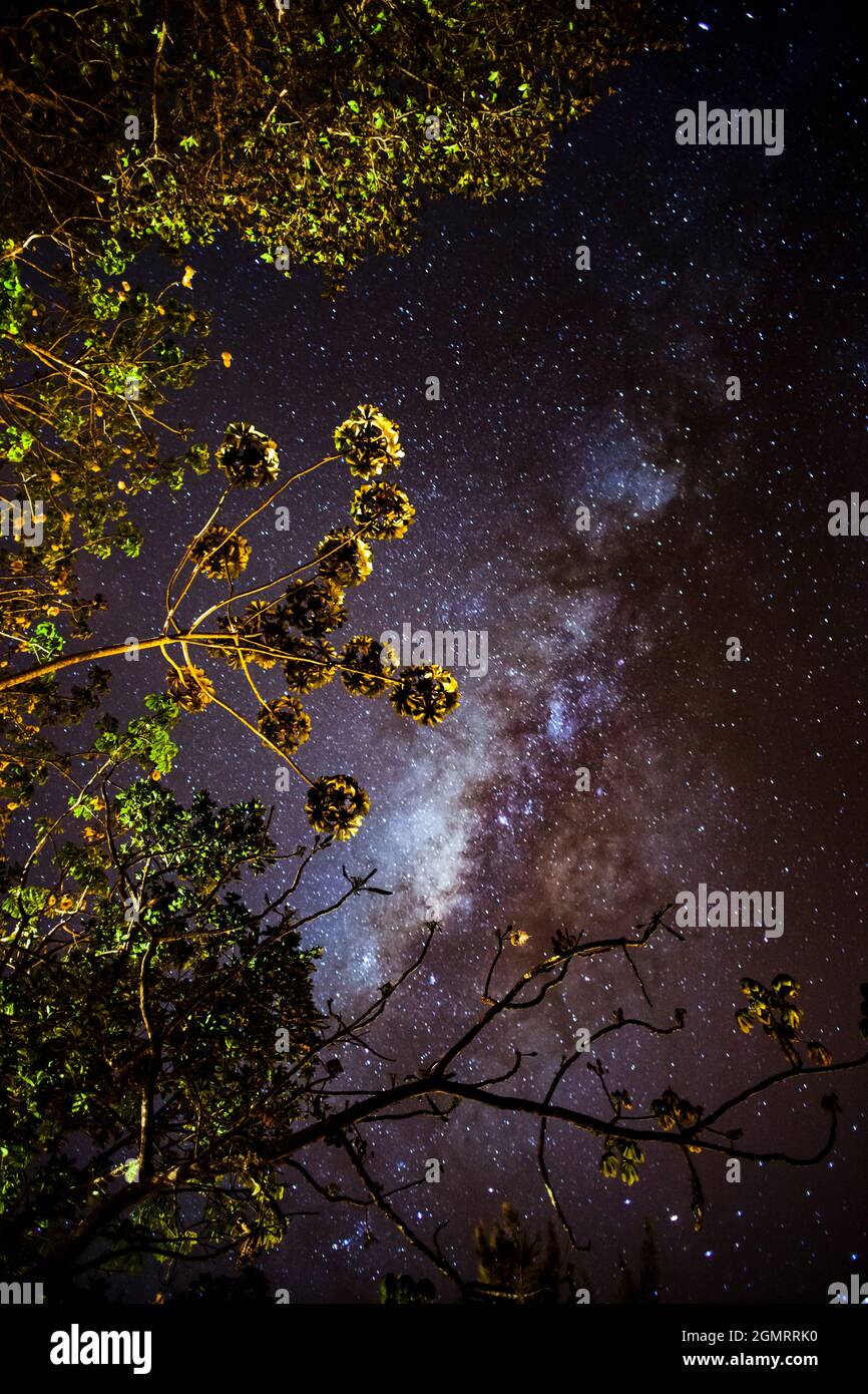 Milky Way with trees Stock Photo - Alamy
