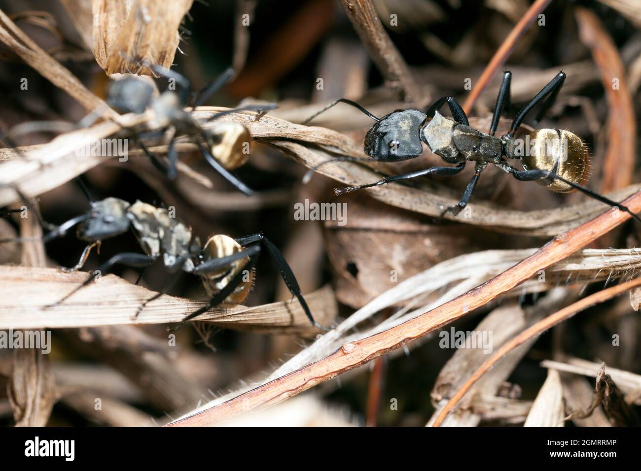 Carpenter ants hi-res stock photography and images - Alamy