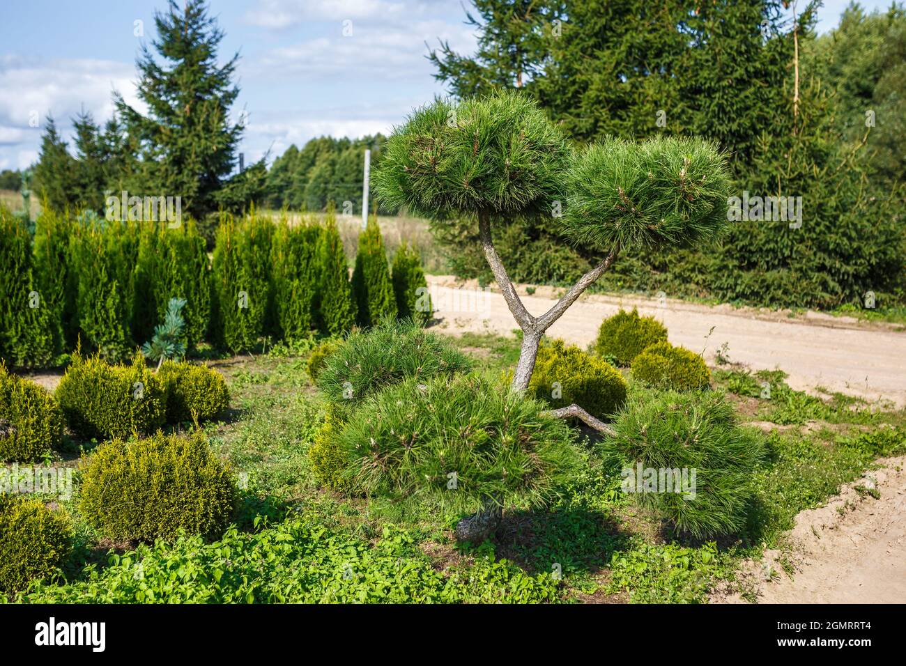 rows of young conifers in greenhouse with a lot of plants on plantation ...