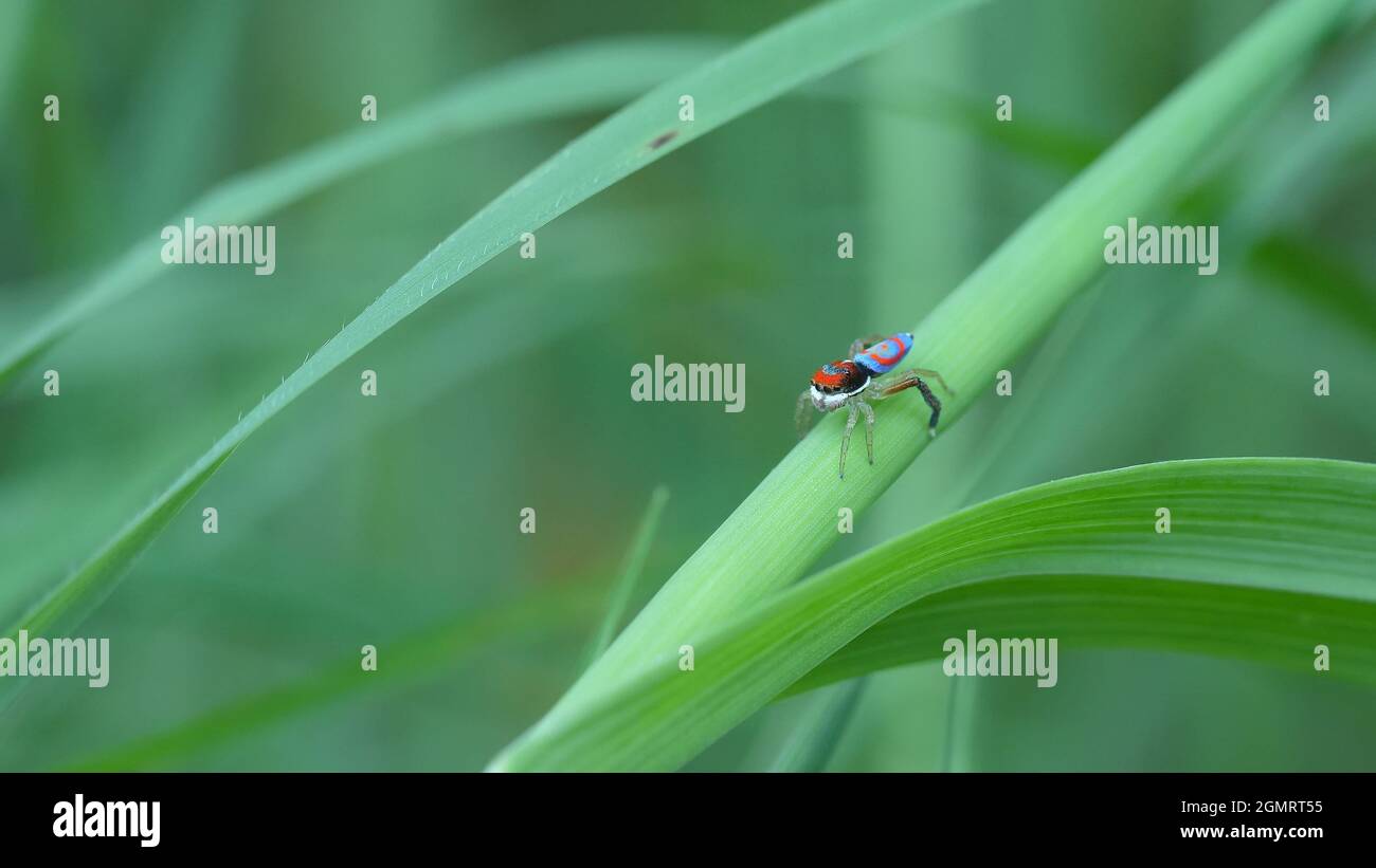 a male maratus splendens spider on a stalk of grass Stock Photo - Alamy