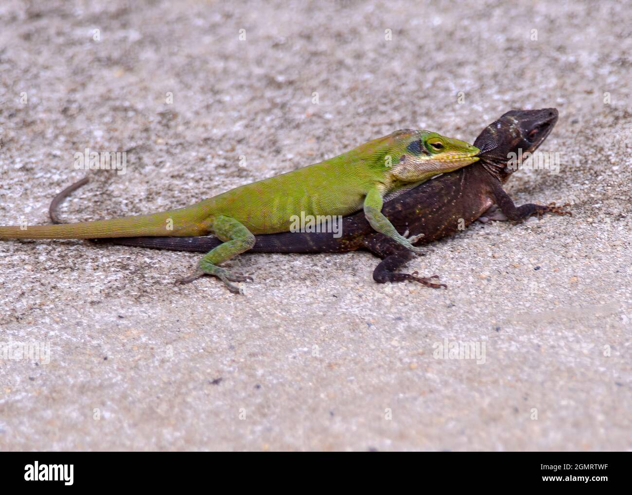 Two lizards fighting hi-res stock photography and images - Alamy