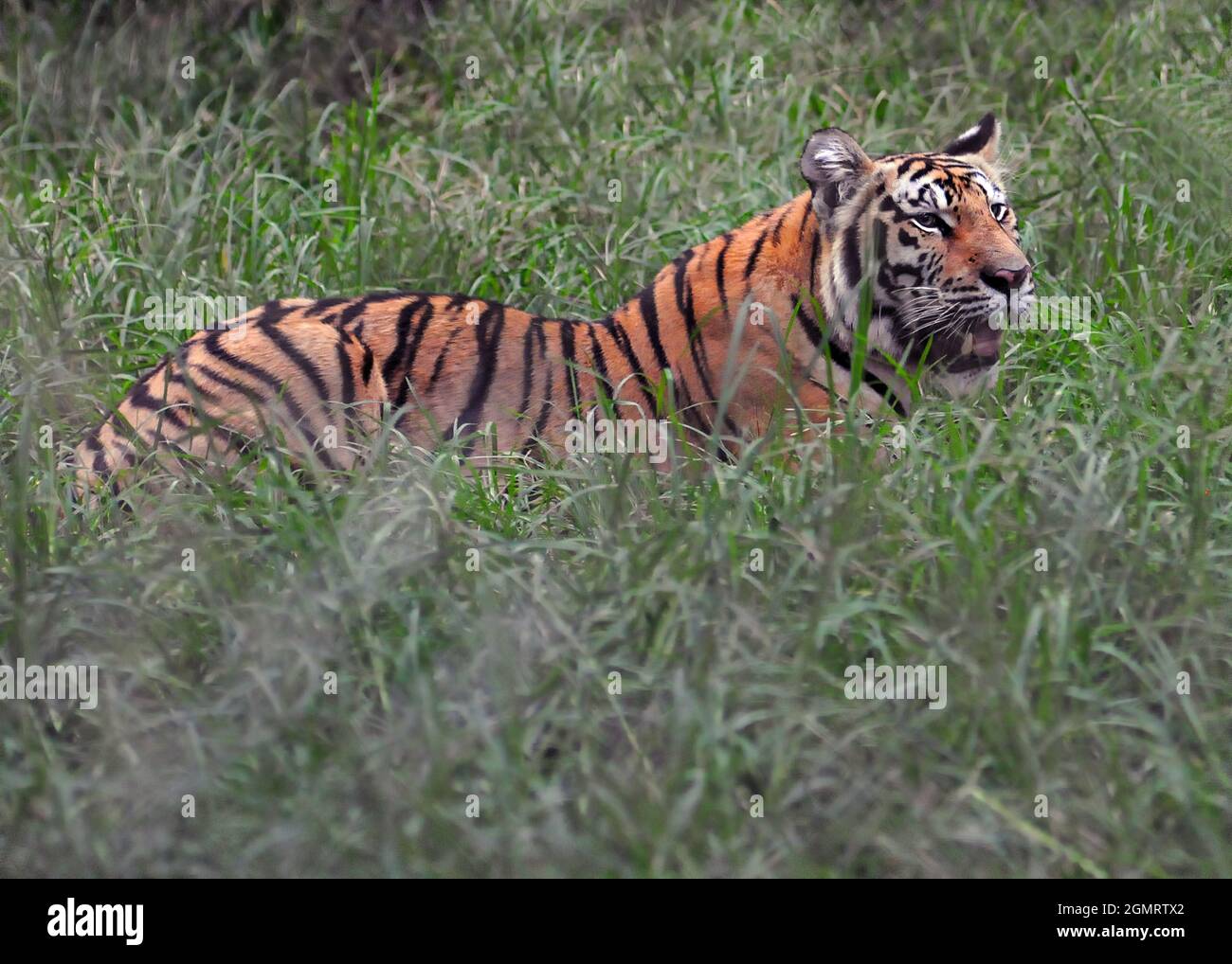 Beautiful Bengal tiger amid high green grass looking aside Stock Photo ...
