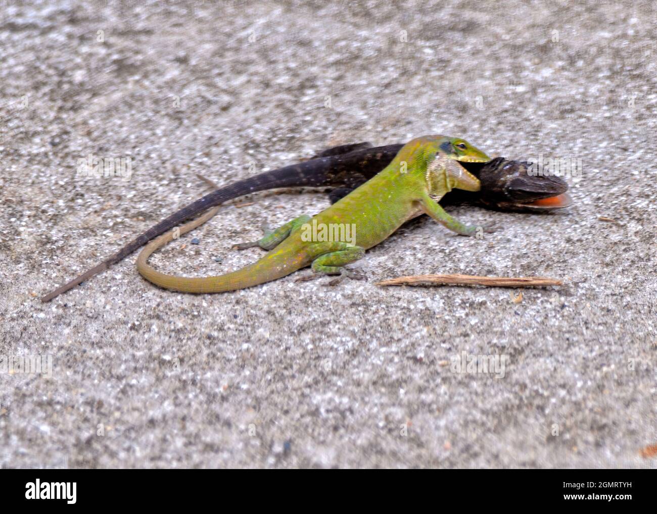 Two small fighting green and black lizards Stock Photo - Alamy