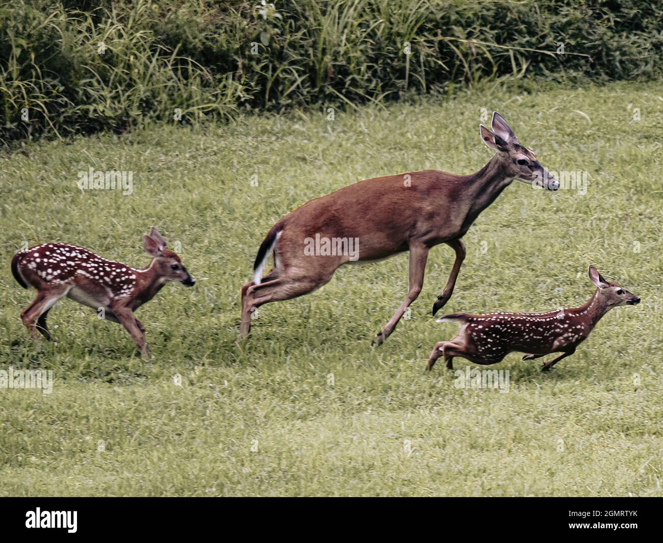 Fawns running hi-res stock photography and images - Alamy