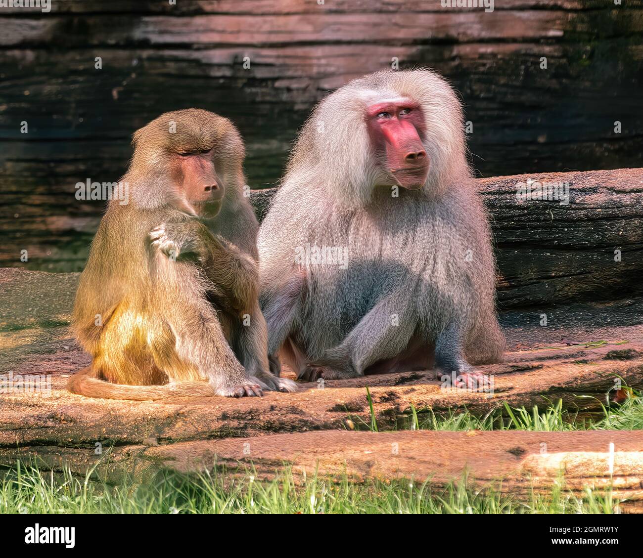 Two monkeys outdoors sitting on the ground under the sunlight Stock ...