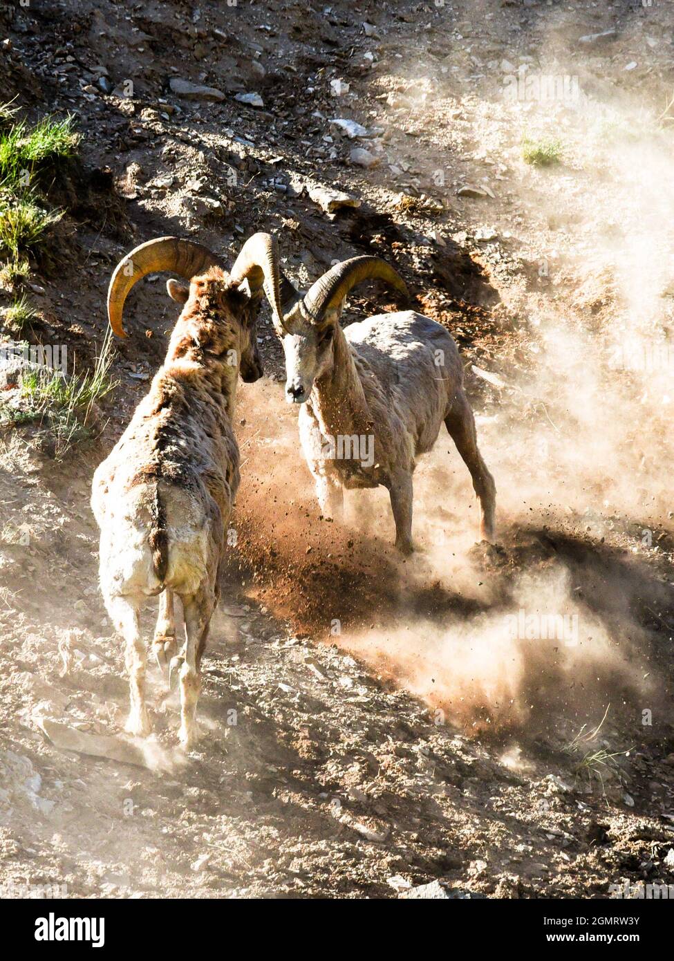 Two bighorn sheep rams fighting on the rocky area under the sunlight ...