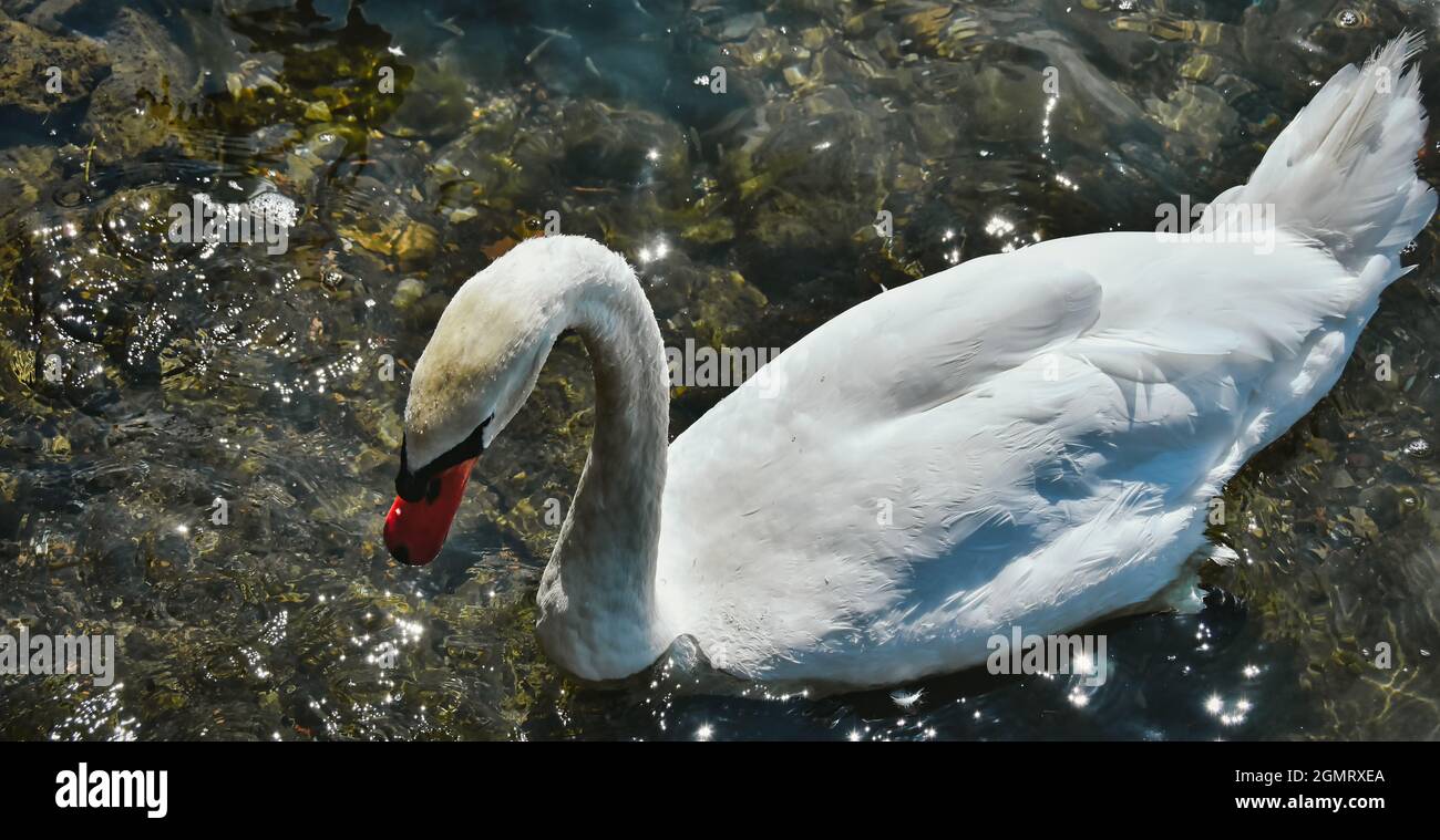 single swan swimming in the water Stock Photo - Alamy