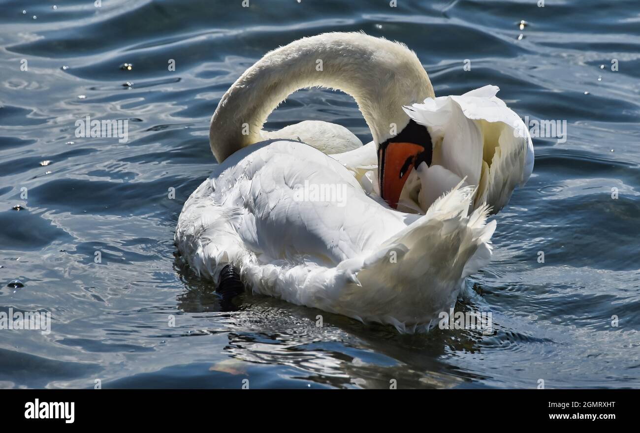 single swan swimming in the water Stock Photo - Alamy