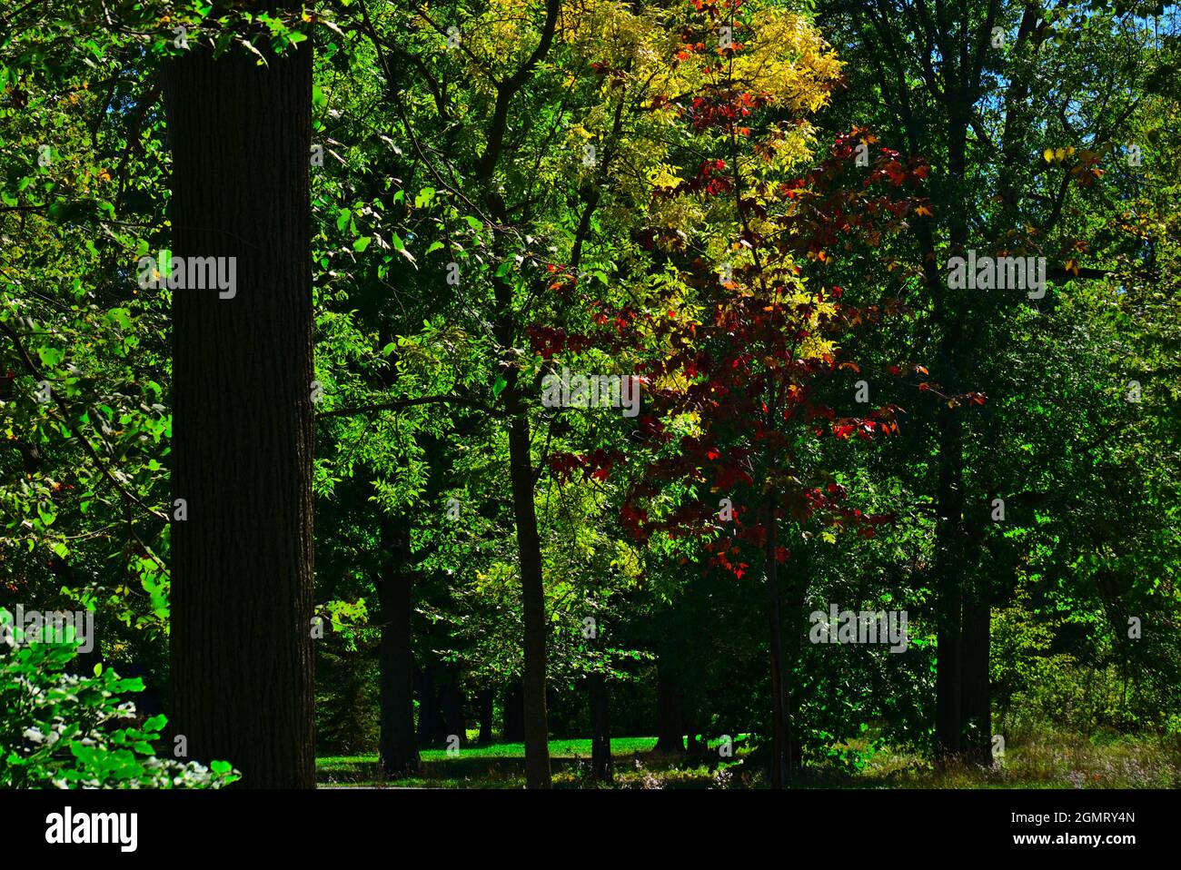 Early fall vibes of Maple tree leaf color changing in September on a ...