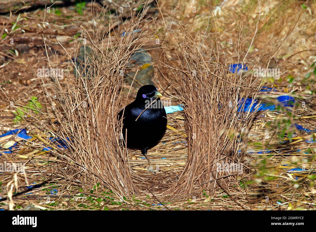 Satin bowerbirds building nest hi-res stock photography and images - Alamy