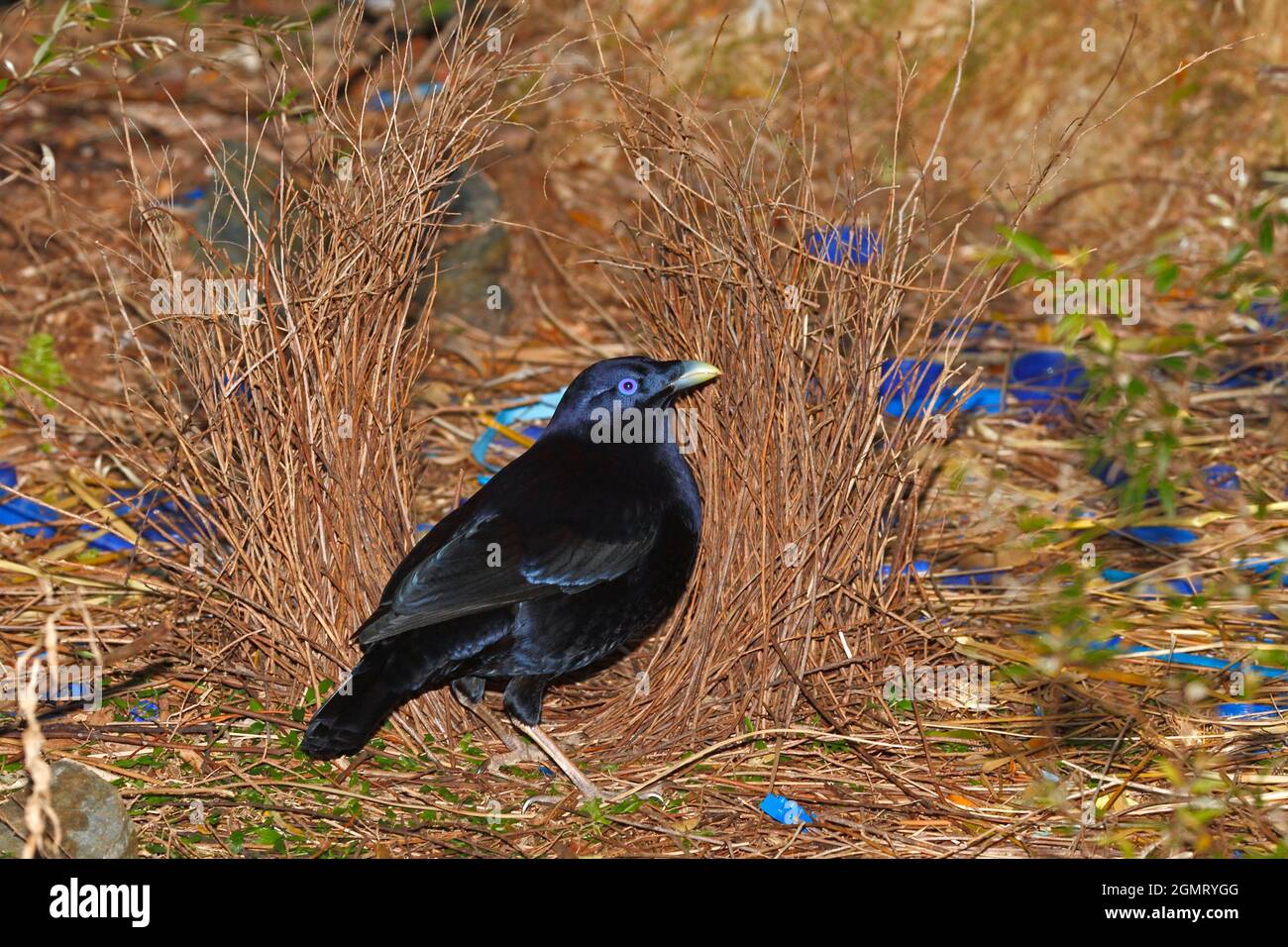 Male Satin Bowerbird, Ptilonorhynchus violaceus, standing in front of his bower.These birds use ...