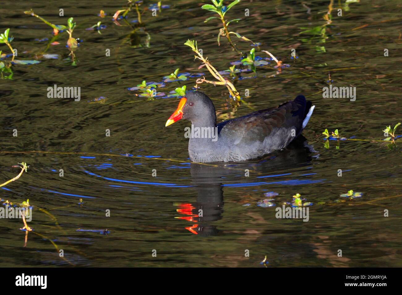 Australian water birds hi-res stock photography and images - Alamy