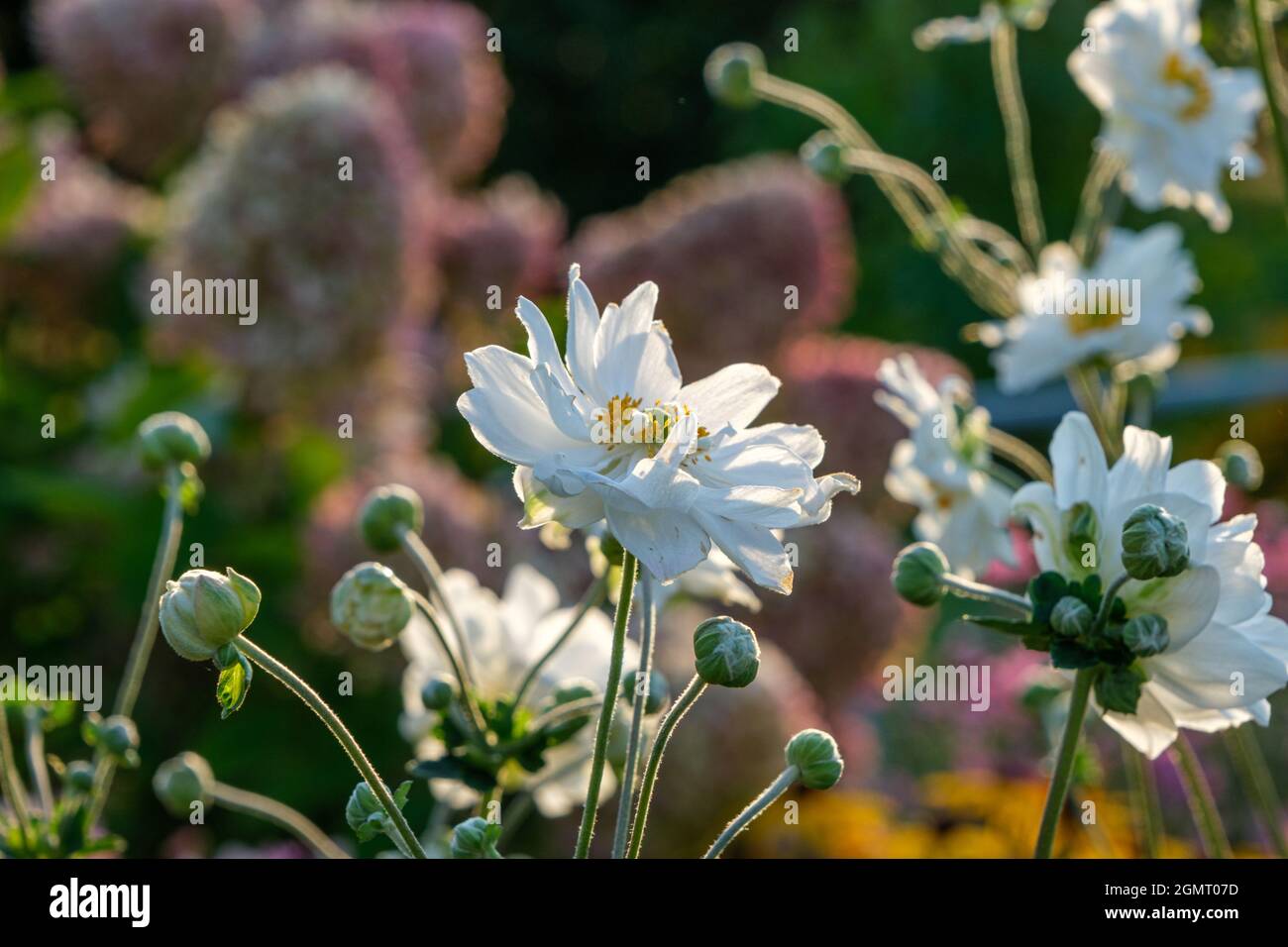 Beautiful white anemone flowers in the garden Stock Photo - Alamy