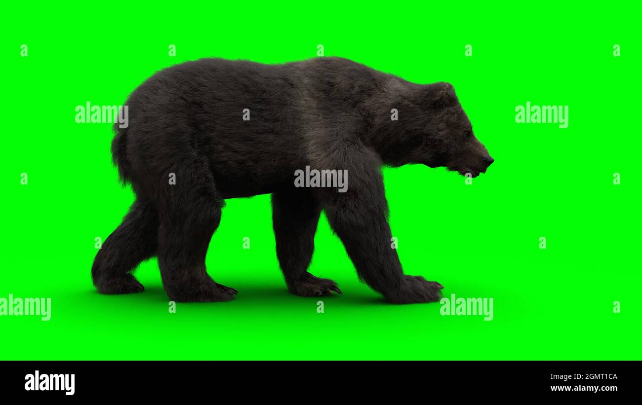 White bear green screen 3d hi-res stock photography and images - Alamy