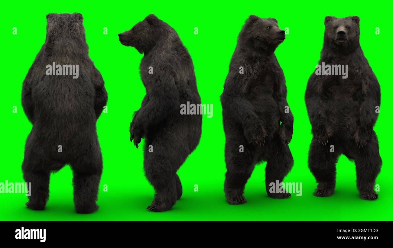 White bear green screen 3d hi-res stock photography and images - Alamy