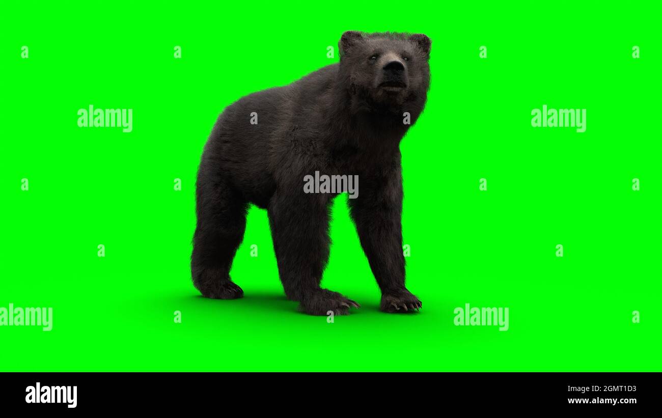 standing bear. Green screen isolate. 3d rendering Stock Photo - Alamy