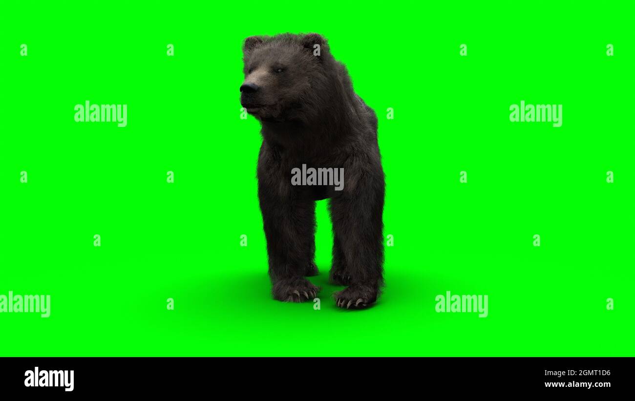 standing bear. Green screen isolate. 3d rendering Stock Photo - Alamy