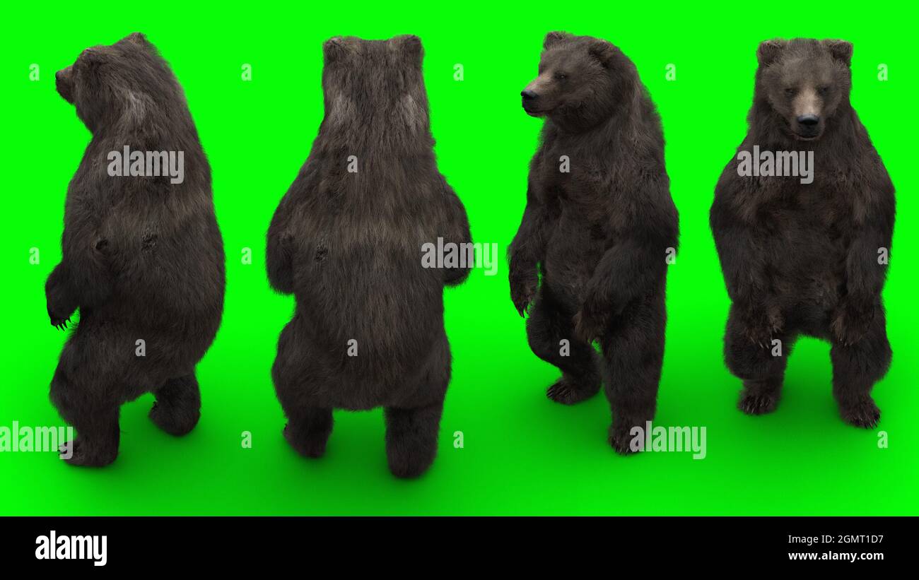 standing bear. Green screen isolate. 3d rendering Stock Photo - Alamy