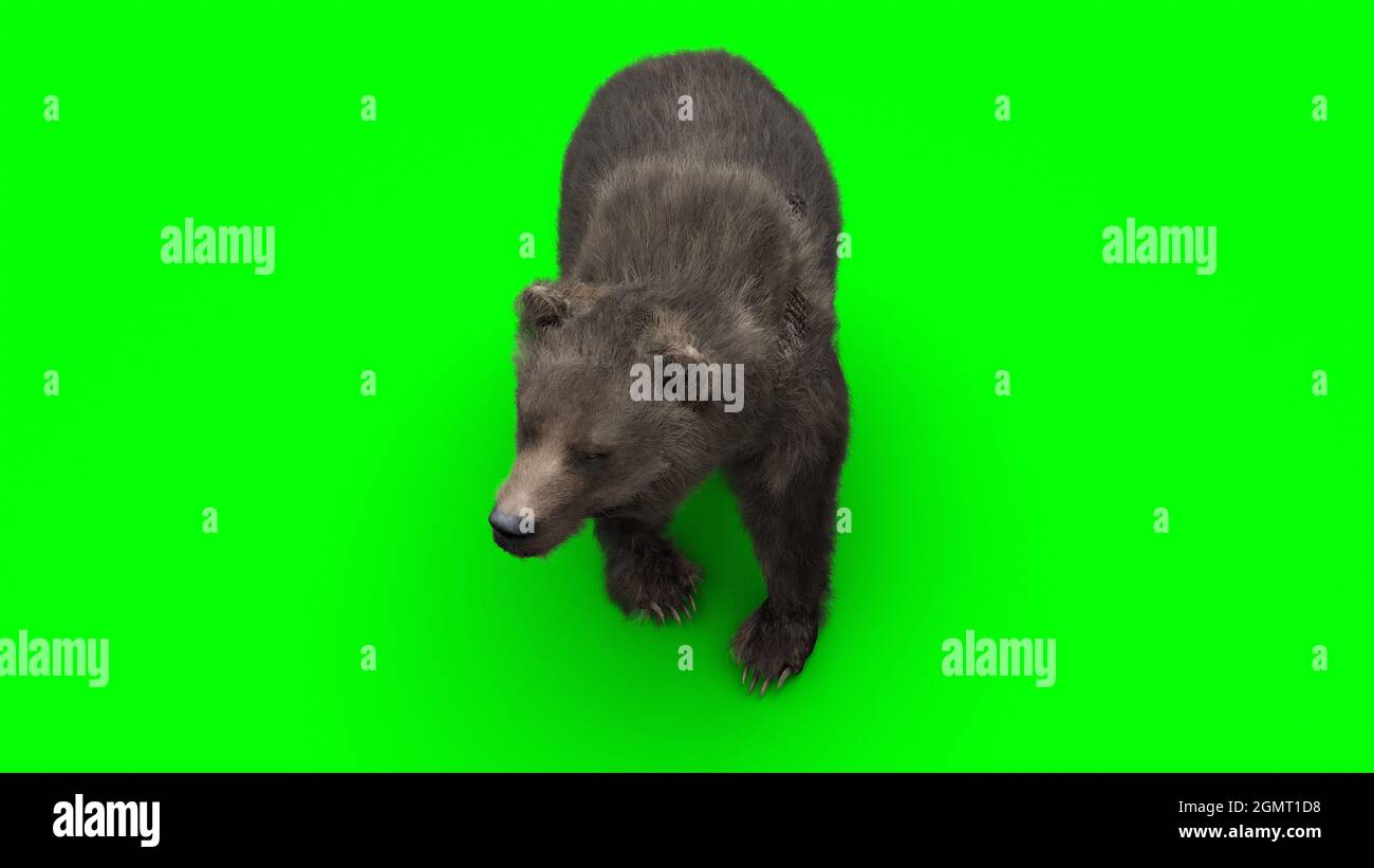 standing bear. Green screen isolate. 3d rendering Stock Photo - Alamy