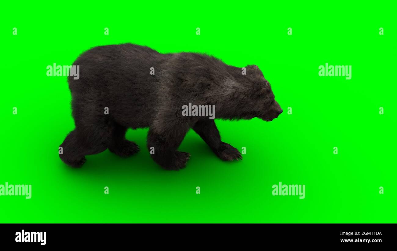 Walking bear. Green screen isolate. 3d rendering Stock Photo - Alamy
