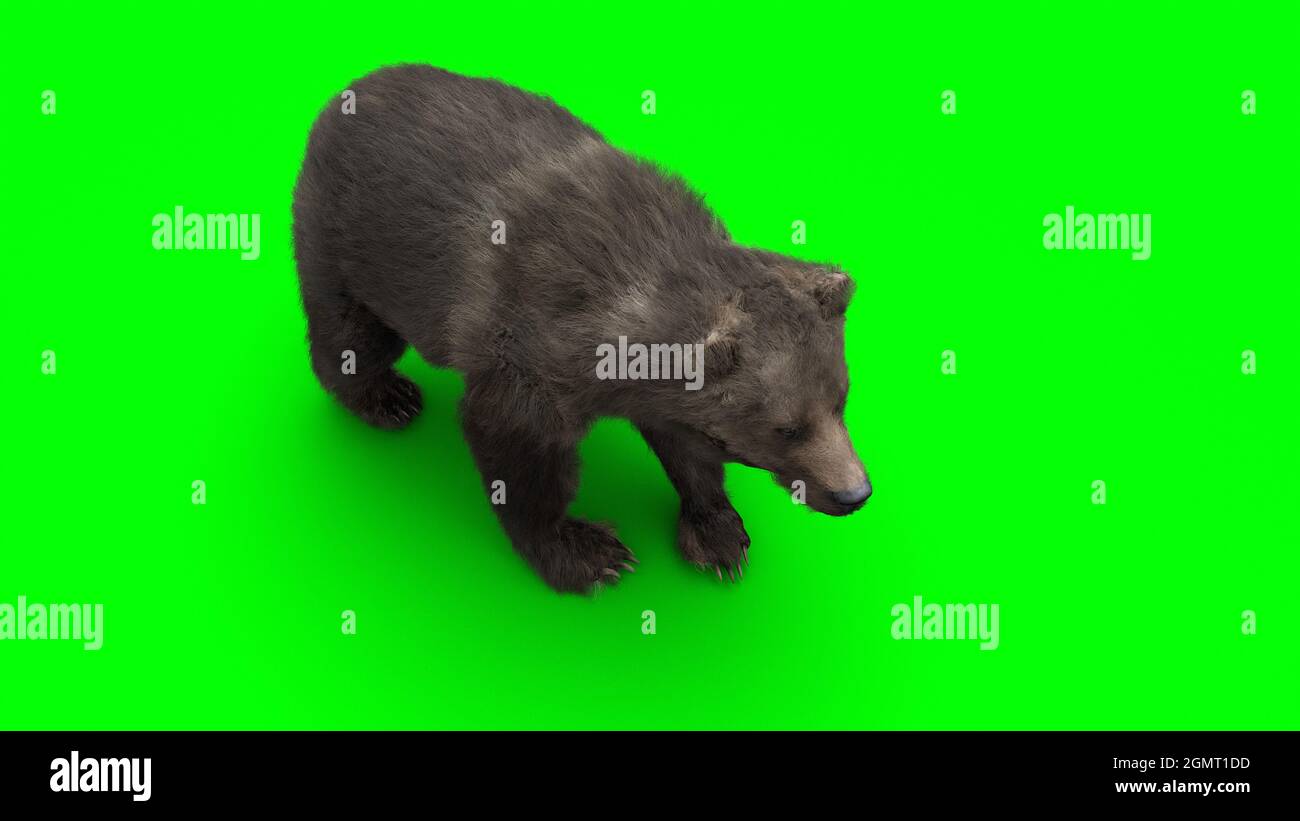 standing bear. Green screen isolate. 3d rendering Stock Photo - Alamy