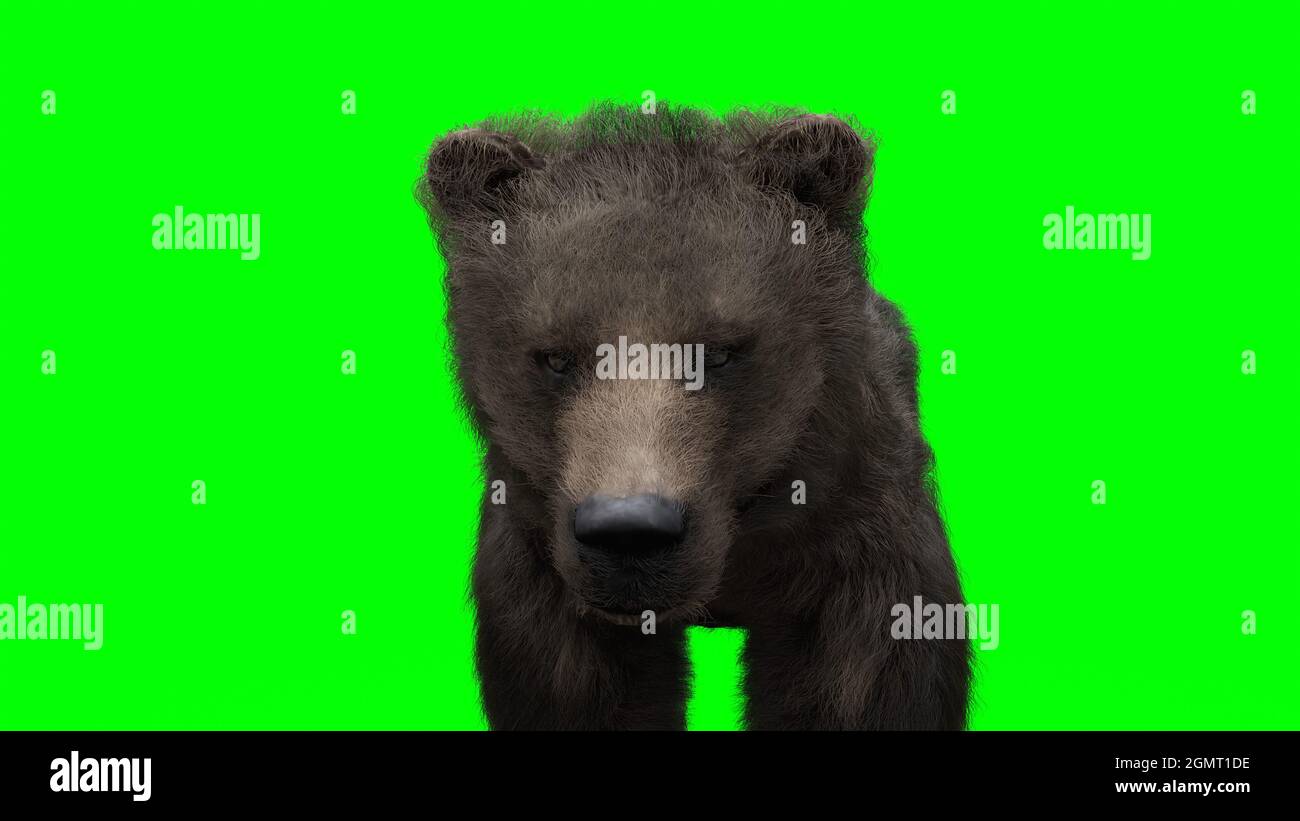 standing bear. Green screen isolate. 3d rendering Stock Photo - Alamy