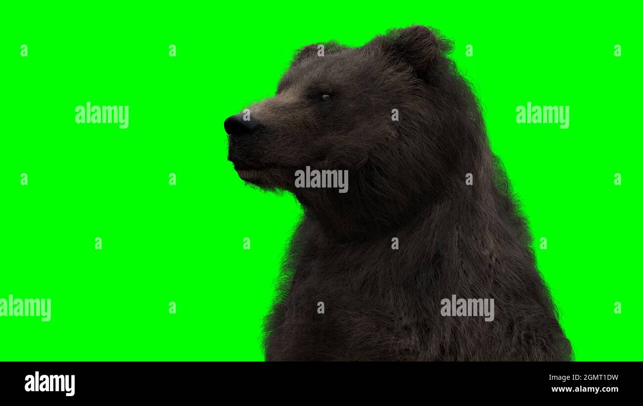 standing bear. Green screen isolate. 3d rendering Stock Photo - Alamy