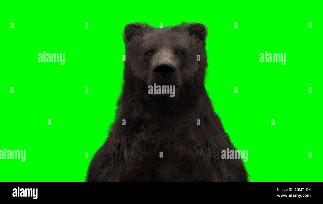 standing bear. Green screen isolate. 3d rendering Stock Photo - Alamy