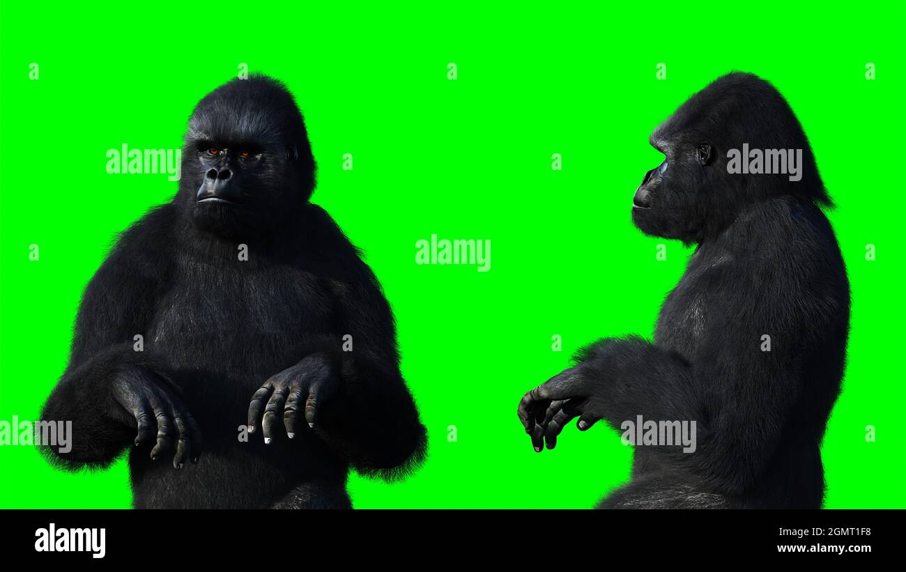 Funny gorilla. Realistic fur. Green screen. 3d rendering Stock Photo ...