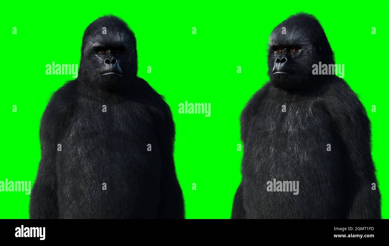 Standing gorilla. Realistic fur. Green screen isolate. 3d rendering ...